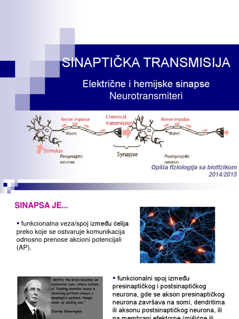 Opsta Fiziologija Sa Biofizikom - Sinapticka Transmisija | PDF