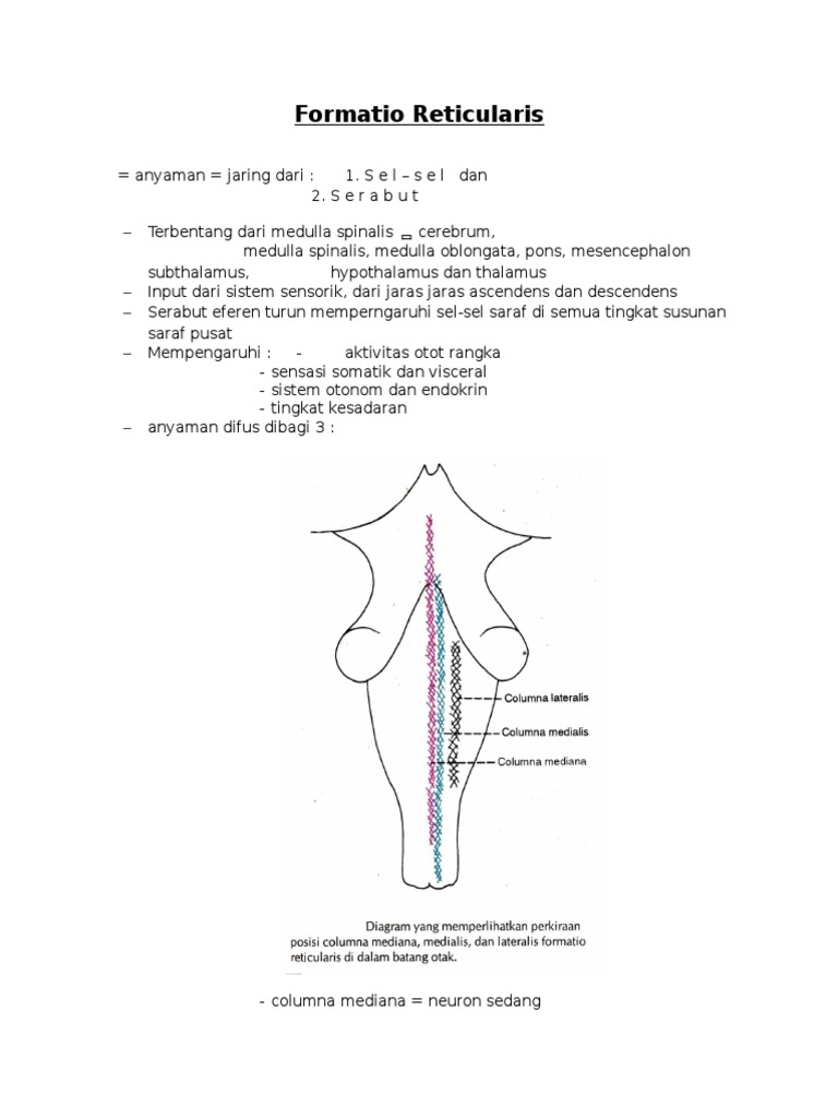 Formatio Reticular | PDF