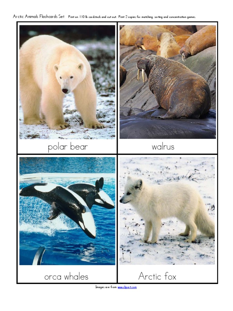 Arctic Animals Flashcards | PDF | Marine Vertebrates | Marine Mammals