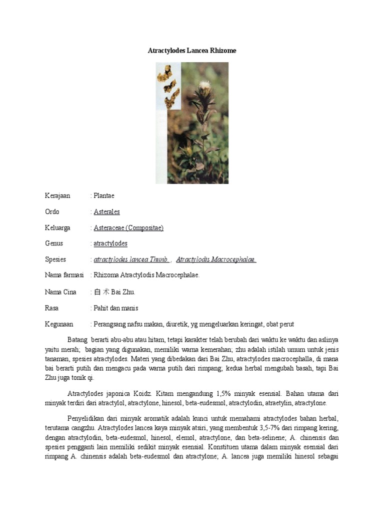 Atractylodes Lancea Rhizome | PDF