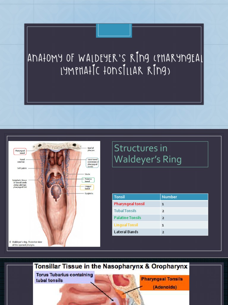 Anatomy of Waldeyer'S Ring (Pharyngeal Lymphatic Tonsillar Ring) | PDF ...