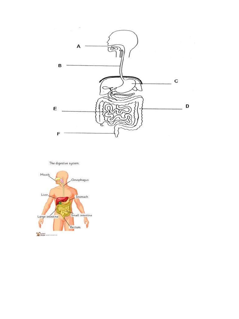 Digestive System Parts and Functions | PDF | Human Digestive System ...