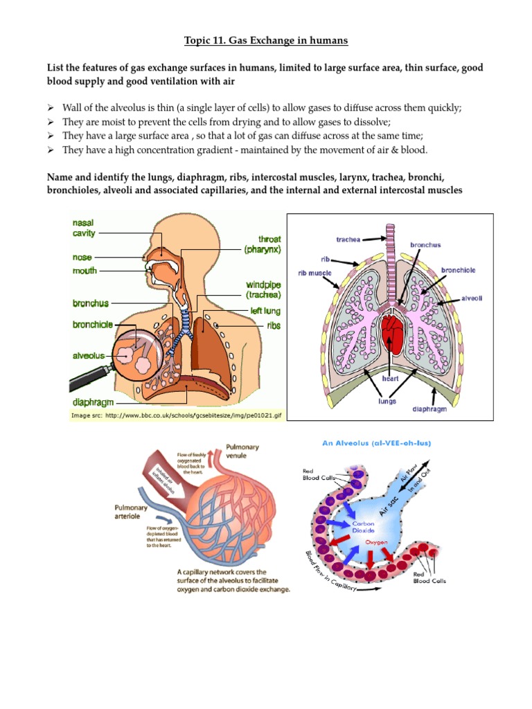 Features of Human Gas Exchange Surfaces | PDF | Breathing | Respiratory ...