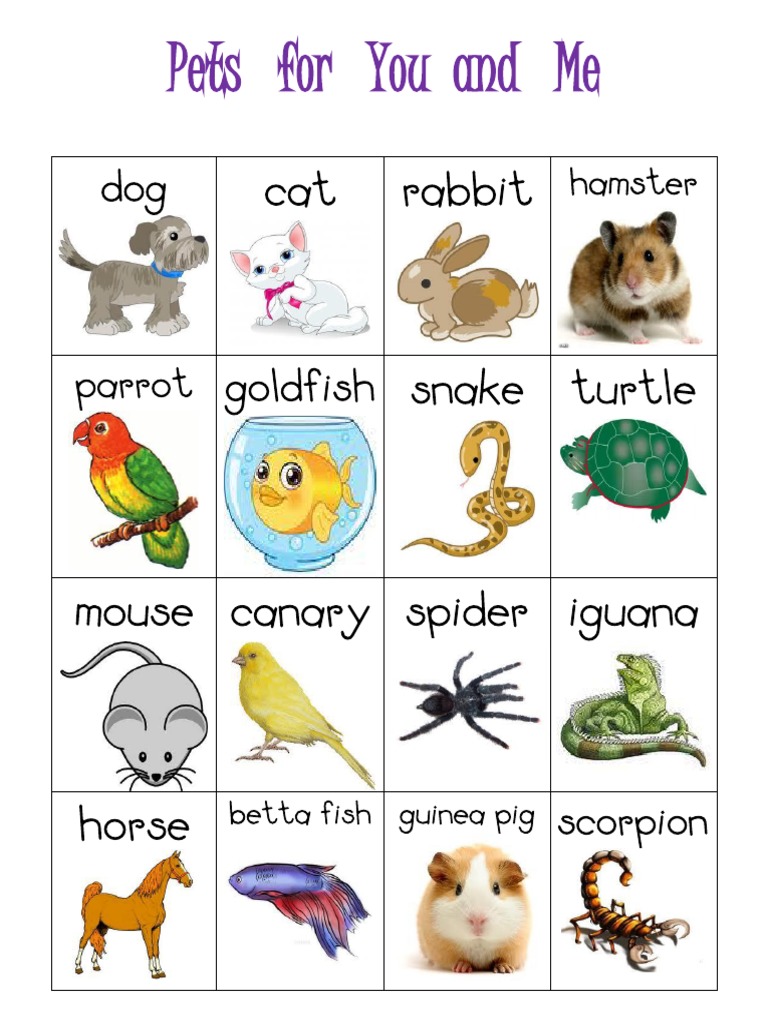 Vocabulary (Pets) | PDF
