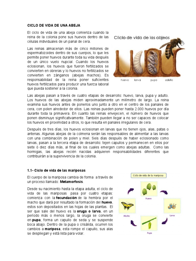 Ciclo de Vida de Una Abeja | PDF | Abejas | Lepidópteros