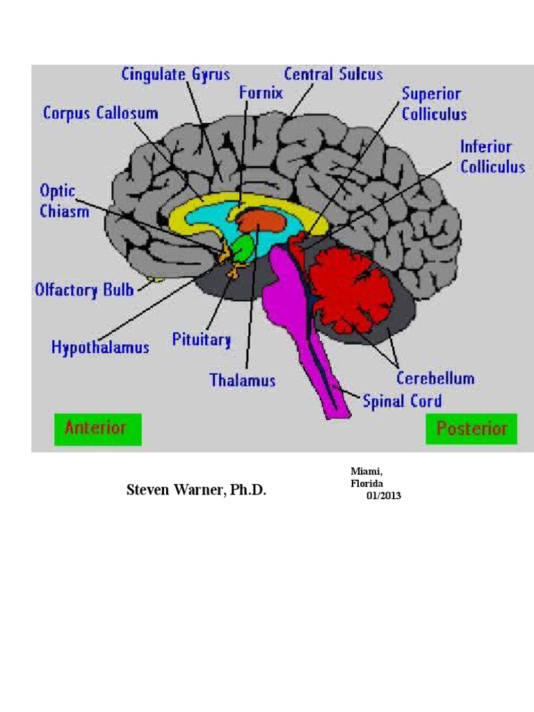 Sts Cheat Sheet of The Brain | PDF | Cingulate Cortex | Parietal Lobe