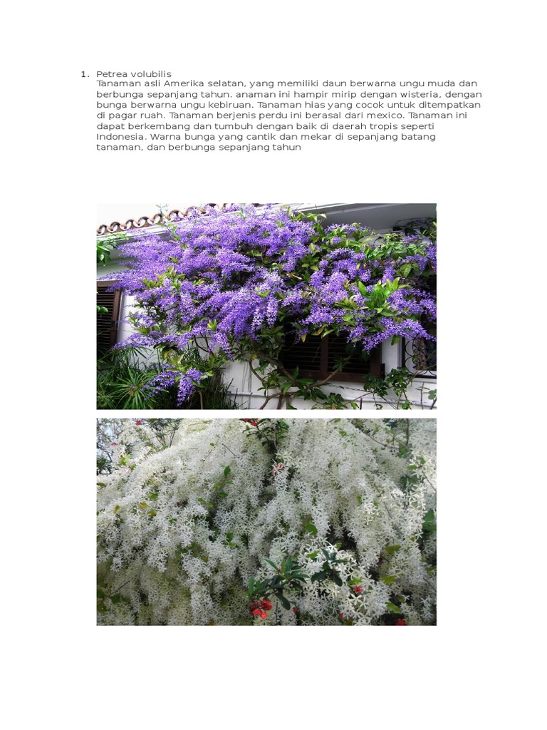 Tanaman Rambat Hias untuk Dinding Rumah | PDF