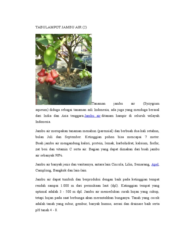 Tabulampot Jambu Air | PDF