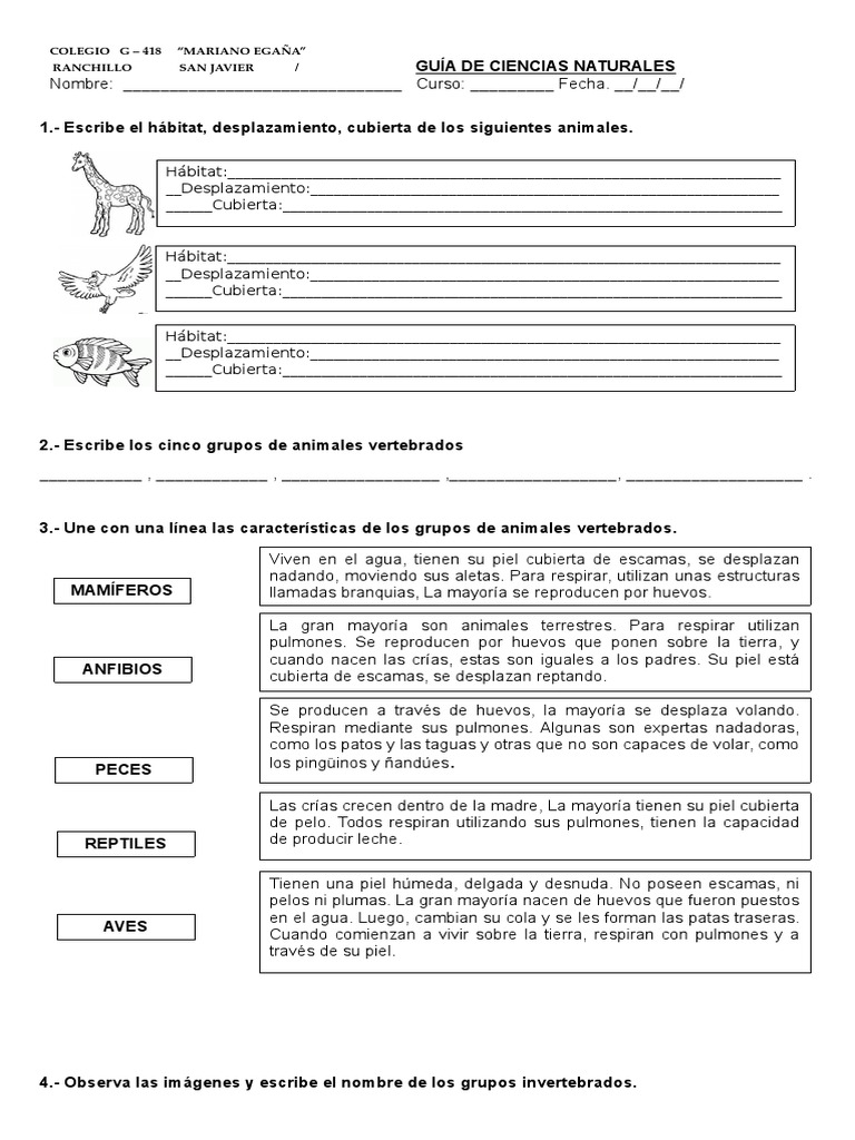 Guía de Ciencias Naturales: Vertebrados e Invertebrados | PDF ...