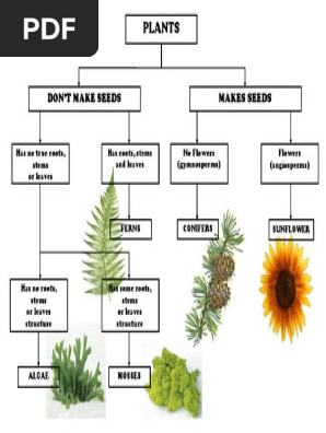 Plant Classification Chart