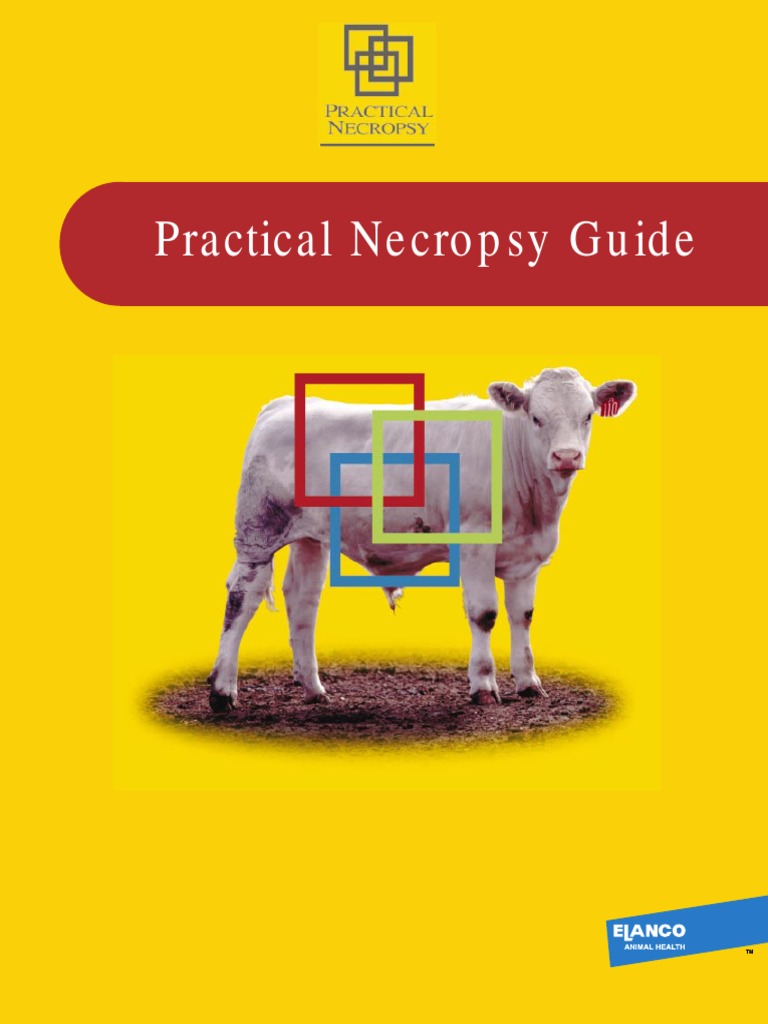 Practical Necropsy Guide | PDF | Pneumonia | Central Nervous System