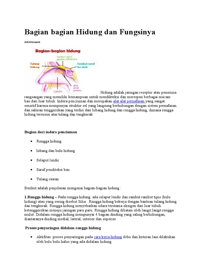 Bagian Bagian Hidung Dan Fungsinya | PDF