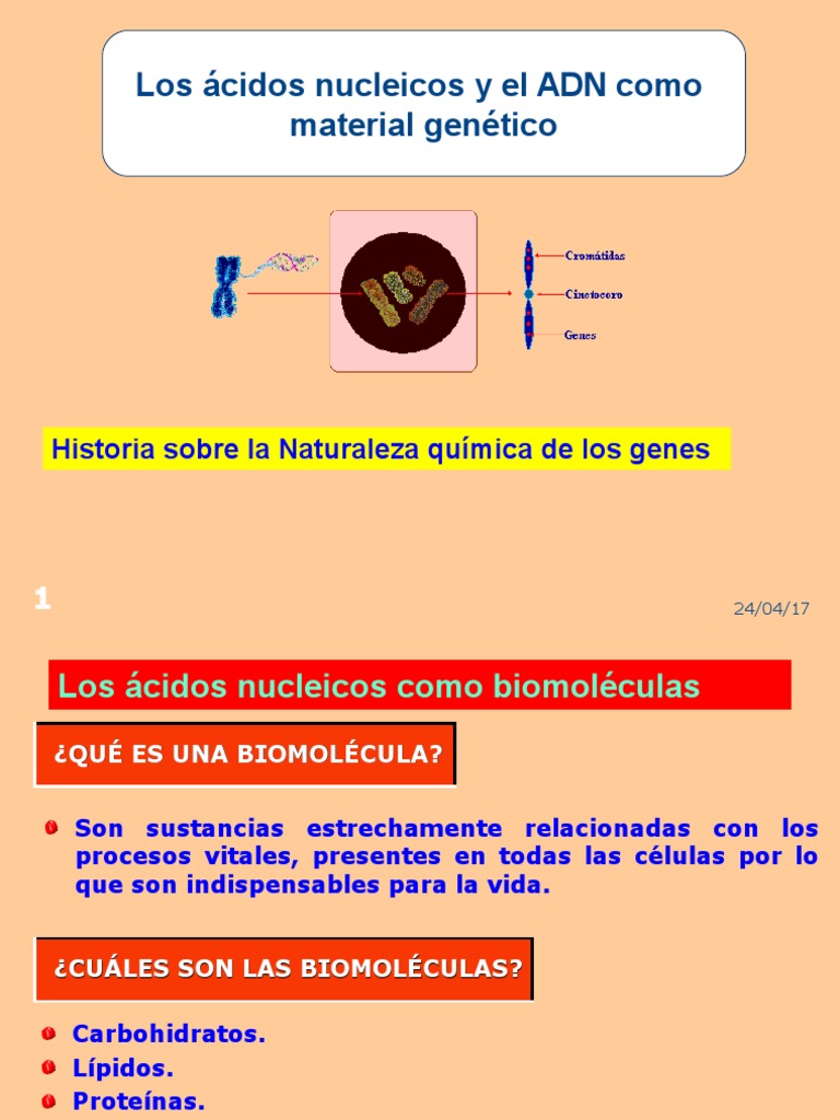 ADN Como Material Genetico | PDF | Replicación De Adn | Adn