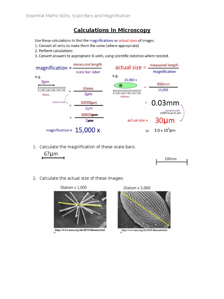 Grade 9 Calculations in Microscopy Worksheet (3) Not Sure Id Done It | PDF