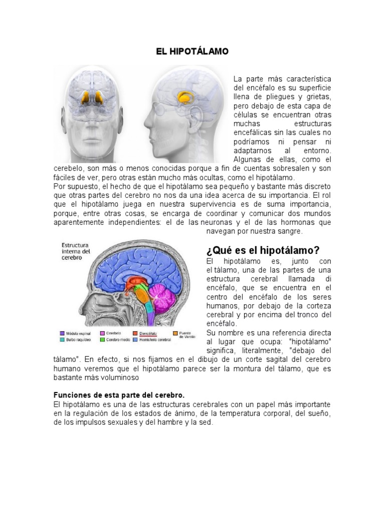 Funciones y Estructura del Hipotálamo | PDF | Cerebro | Hipotálamo