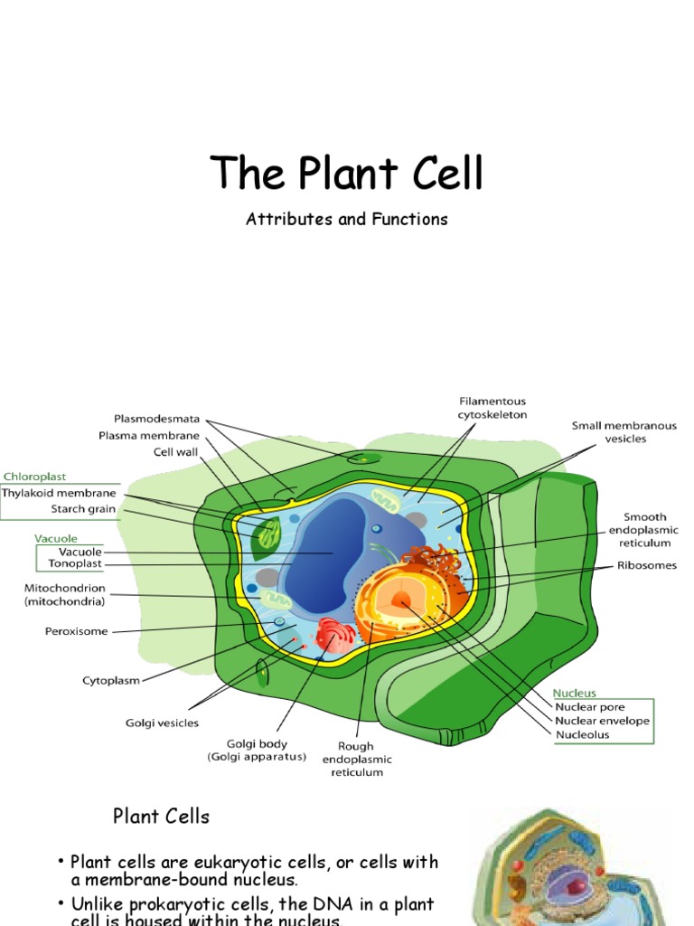 The Plant Cell | PDF | Cell (Biology) | Endoplasmic Reticulum