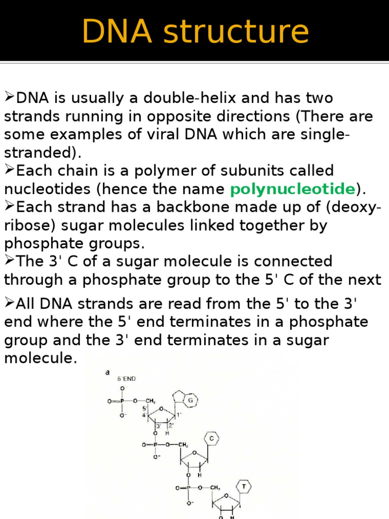 DNA Structure | PDF | Base Pair | Nucleotides