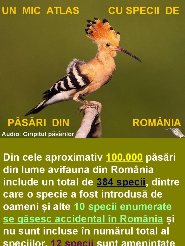 Un Mic Atlas Pasari | PDF