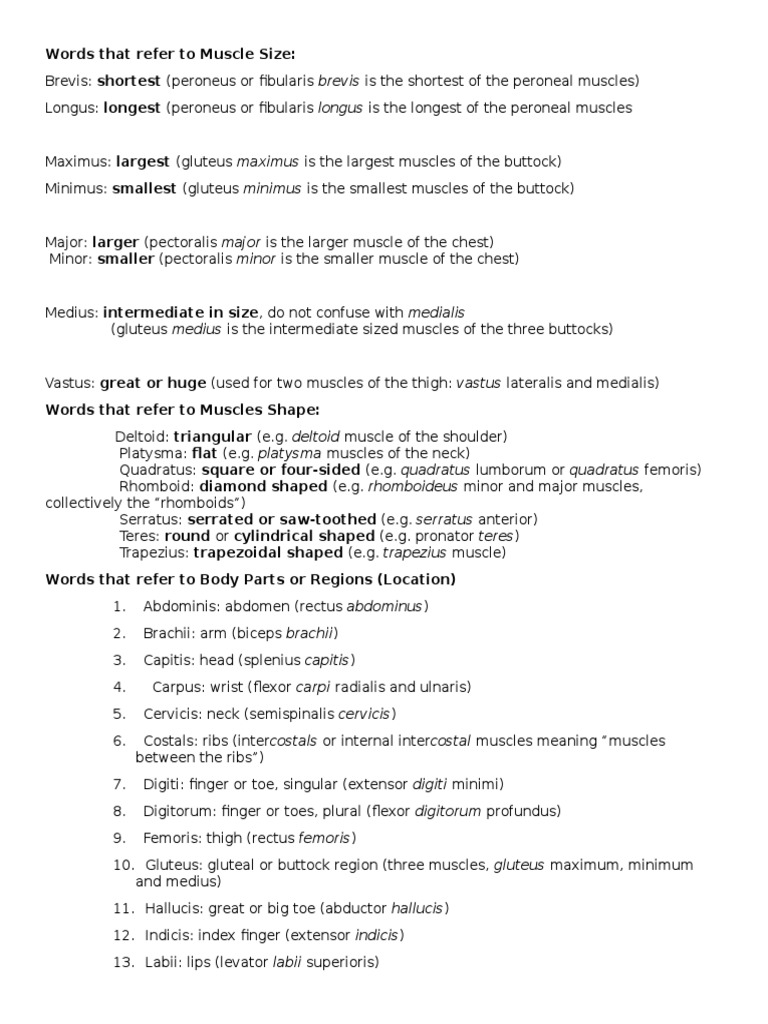 Muscle Names and Terminology Guide | PDF | Anatomical Terms Of Motion ...