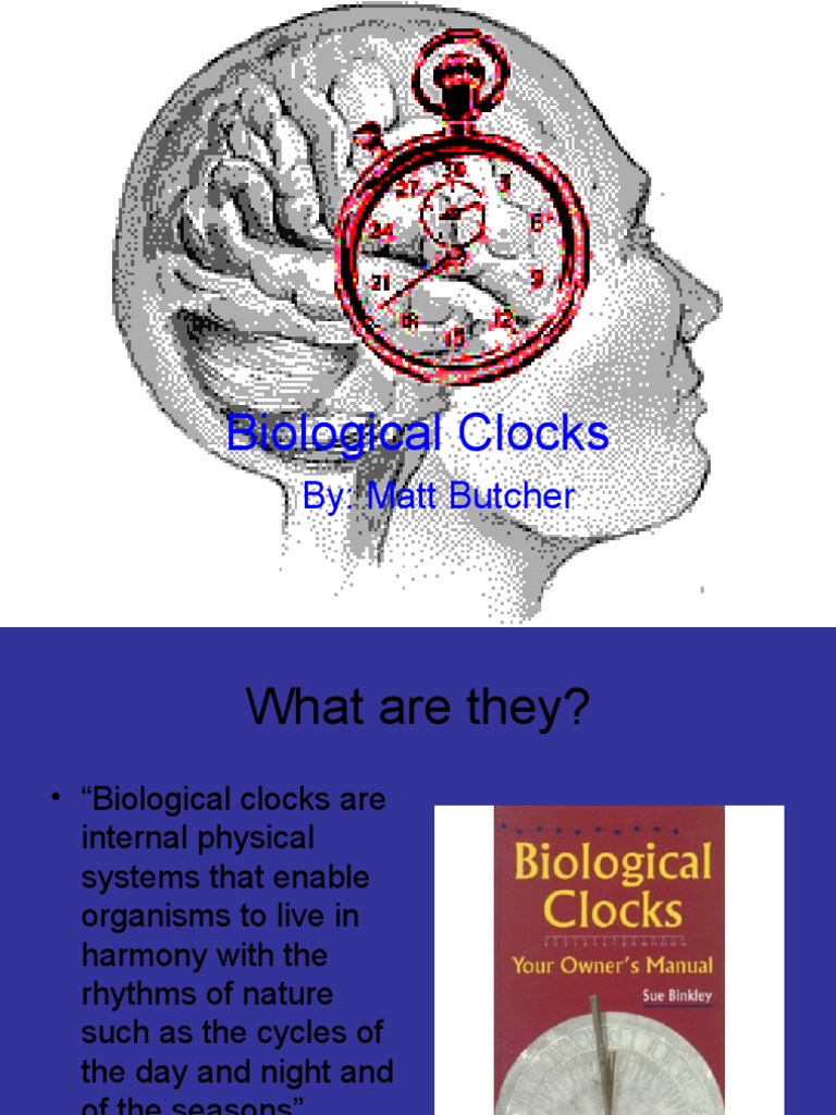 Biological Clocks: By: Matt Butcher | PDF | Circadian Rhythm | Physiology