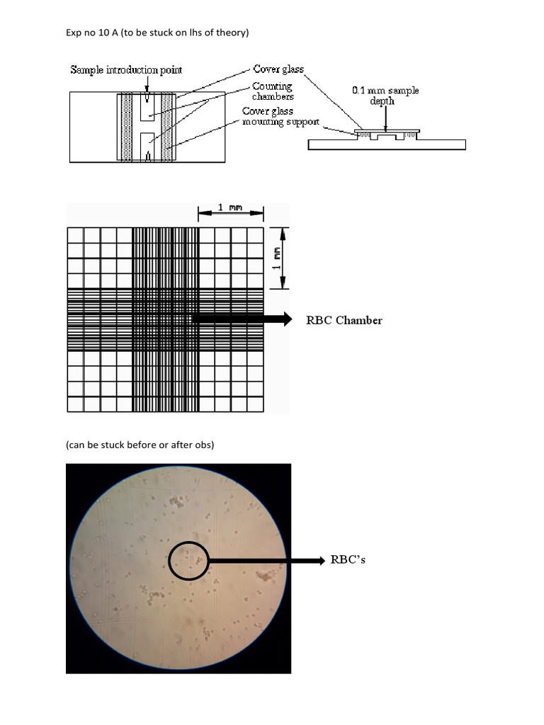 RBC and WBC Chamber Experiment Guide | PDF