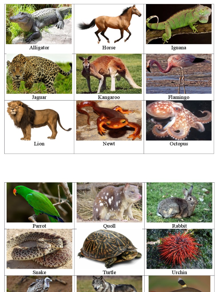 A to Z Animal Names with Pictures | PDF | Young Adult