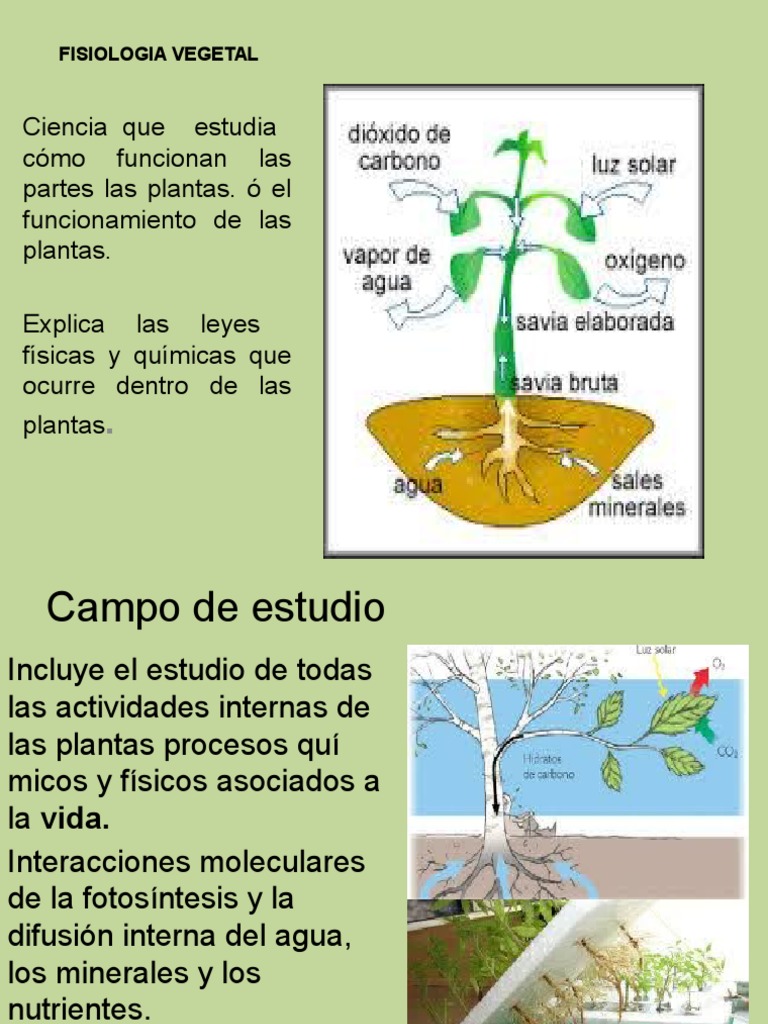 1ra Clase FISIOLOGIA VEGETAL Diapositivas | Fisiología de las plantas ...