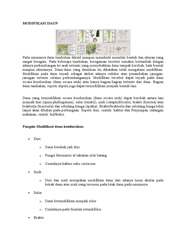 Modifikasi Daun | PDF