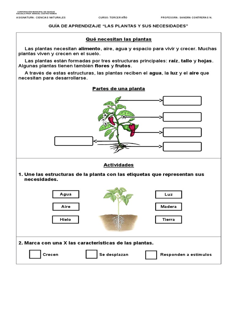 Las Plantas y Sus Necesidades | PDF