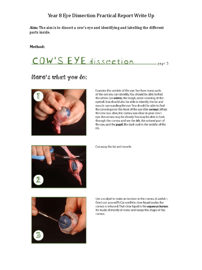 Cow Eye Dissection Lab Write Up Cow Eye Dissection | Carolina