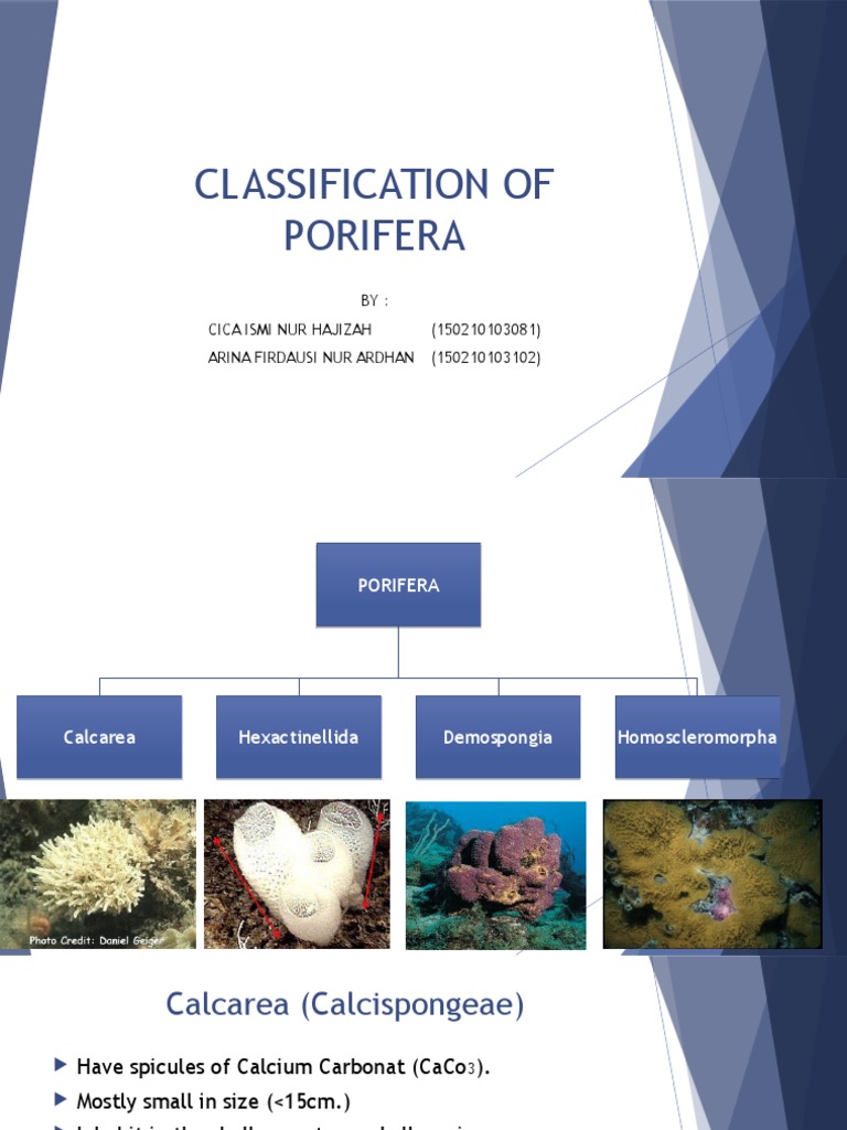 Classification of Porifera | PDF