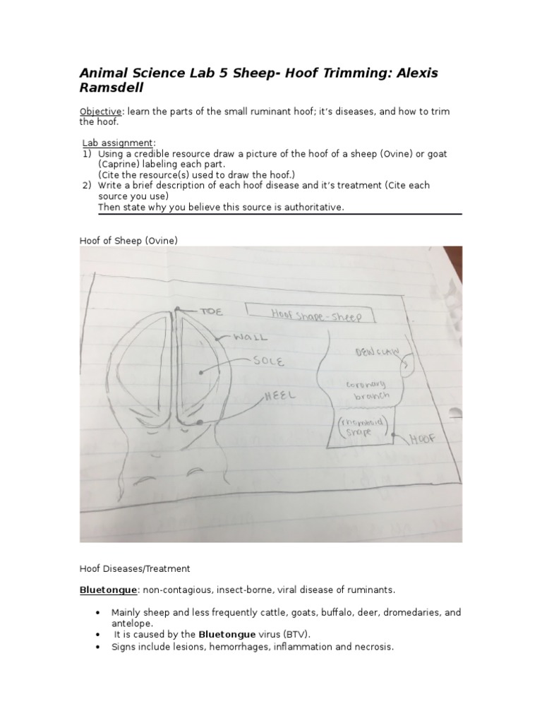 Animal Science Lab 5 Sheep | PDF | Infection | Health Sciences