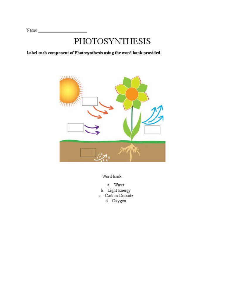 Photosynthesis: Label Each Component of Photosynthesis Using The Word ...