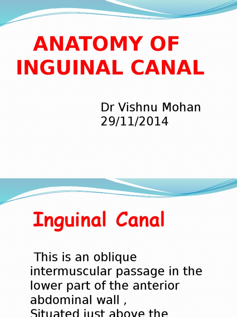 Anatomy of Inguinal Canal: DR Vishnu Mohan 29/11/2014 | PDF | Abdomen ...