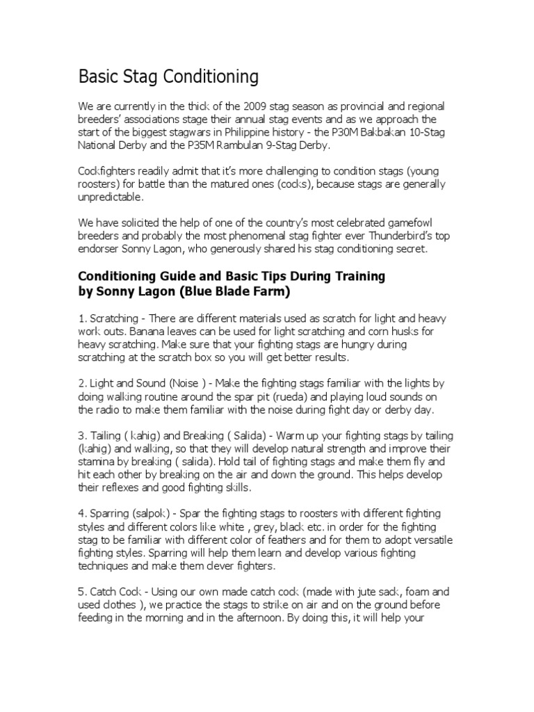 Basic Stag Conditioning: Conditioning Guide and Basic Tips During ...