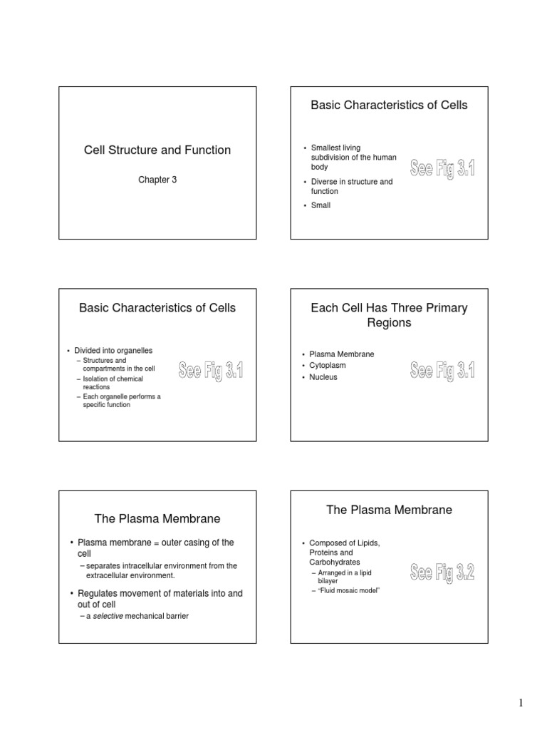 Cells P Print | PDF | Cell Membrane | Endoplasmic Reticulum