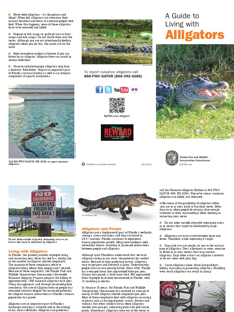 A Guide To Living With Alligators | PDF | Alligator | Predation