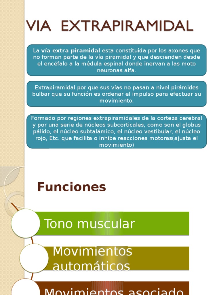 Via Extrapiramidal | PDF | Cerebelo | Neurobiología