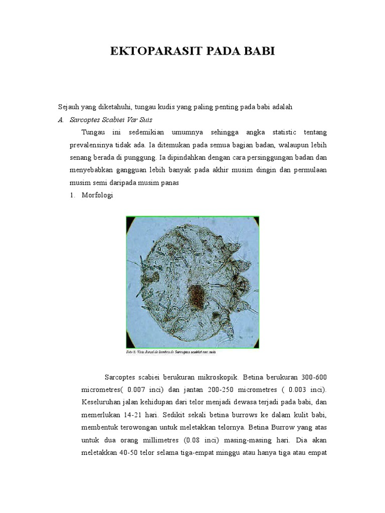 3 - Ektoparasit Pada Babi | PDF