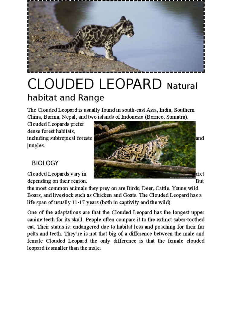 Clouded Leopard | PDF