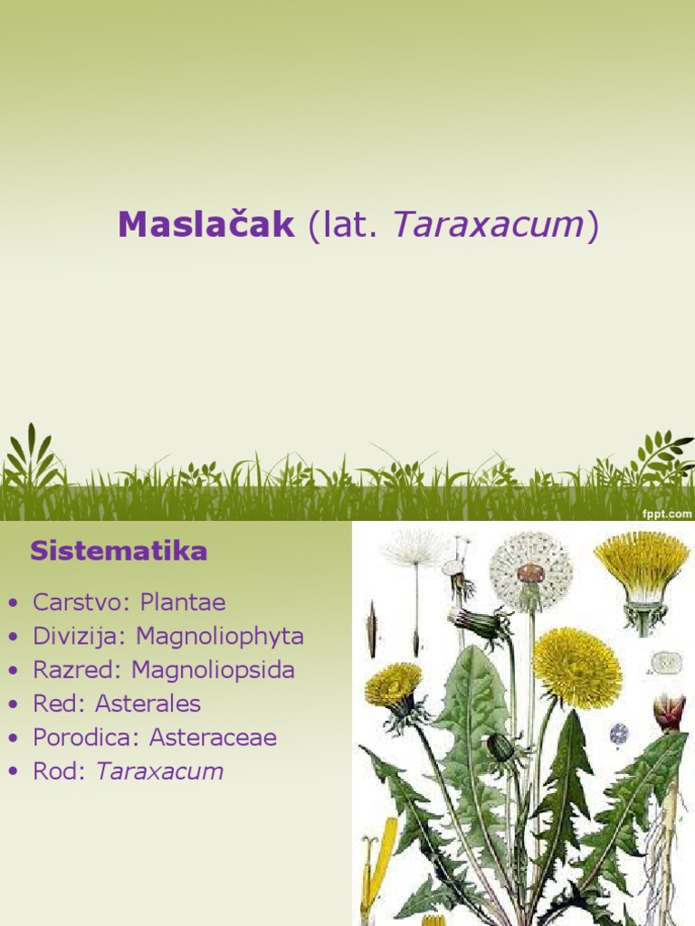 Maslacak | PDF