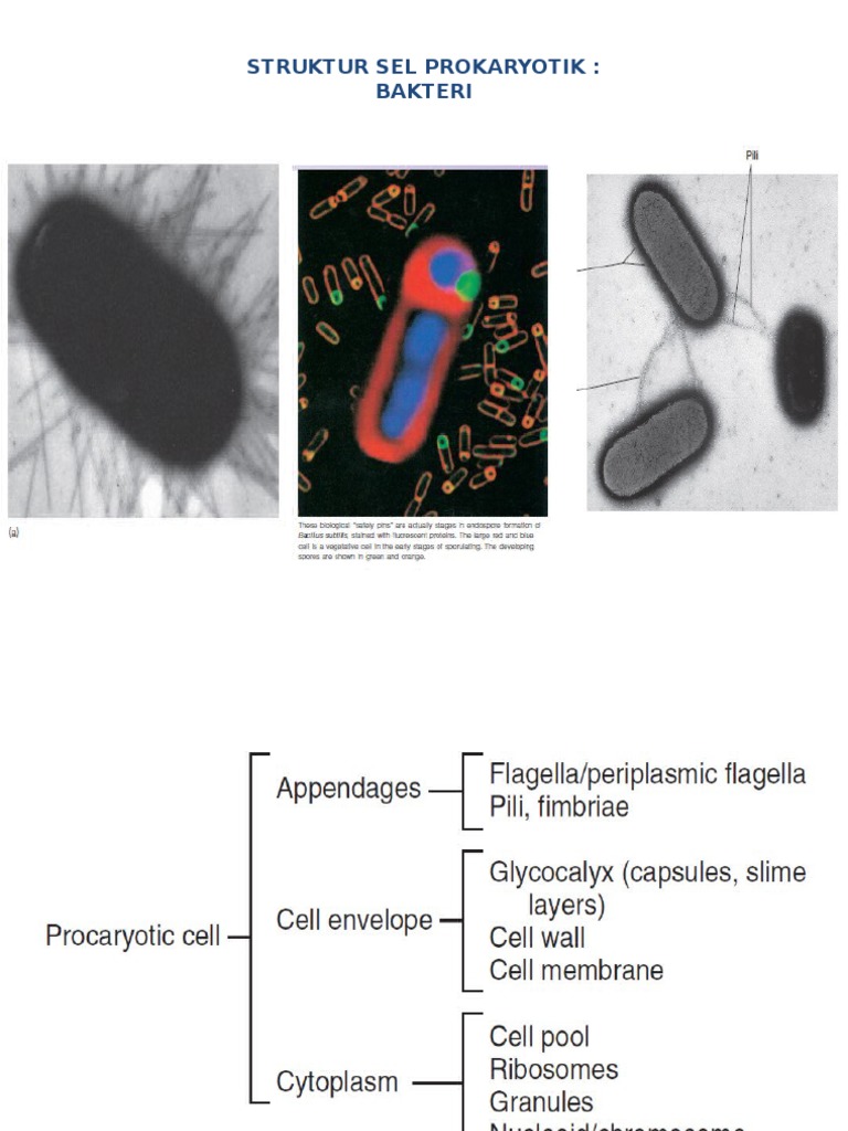 Struktur Sel Prokaryotik Edit | PDF | Cell Wall | Bacteria