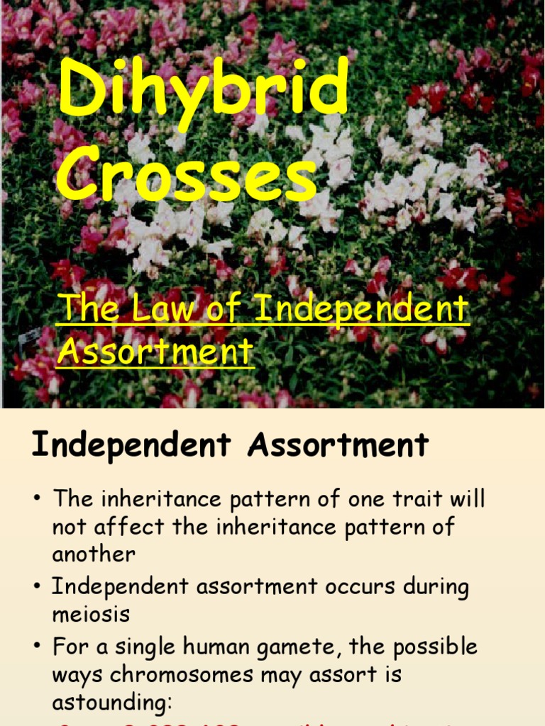 Dihybrid Crosses: The Law of Independent Assortment | PDF
