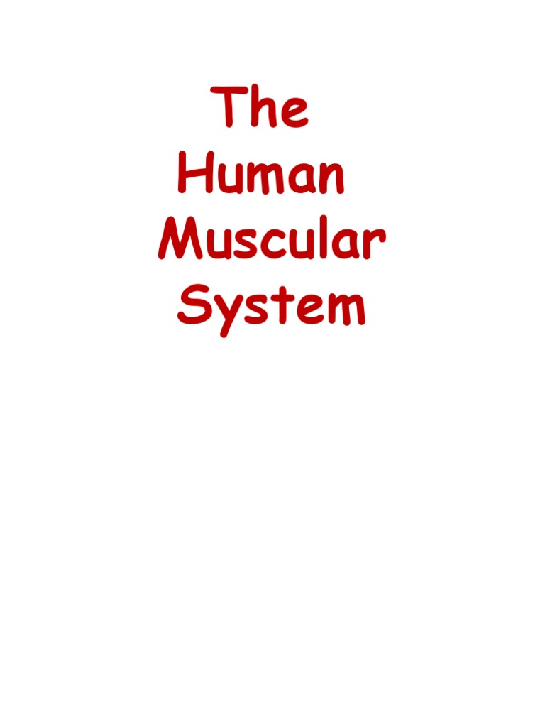 Muscular System | PDF