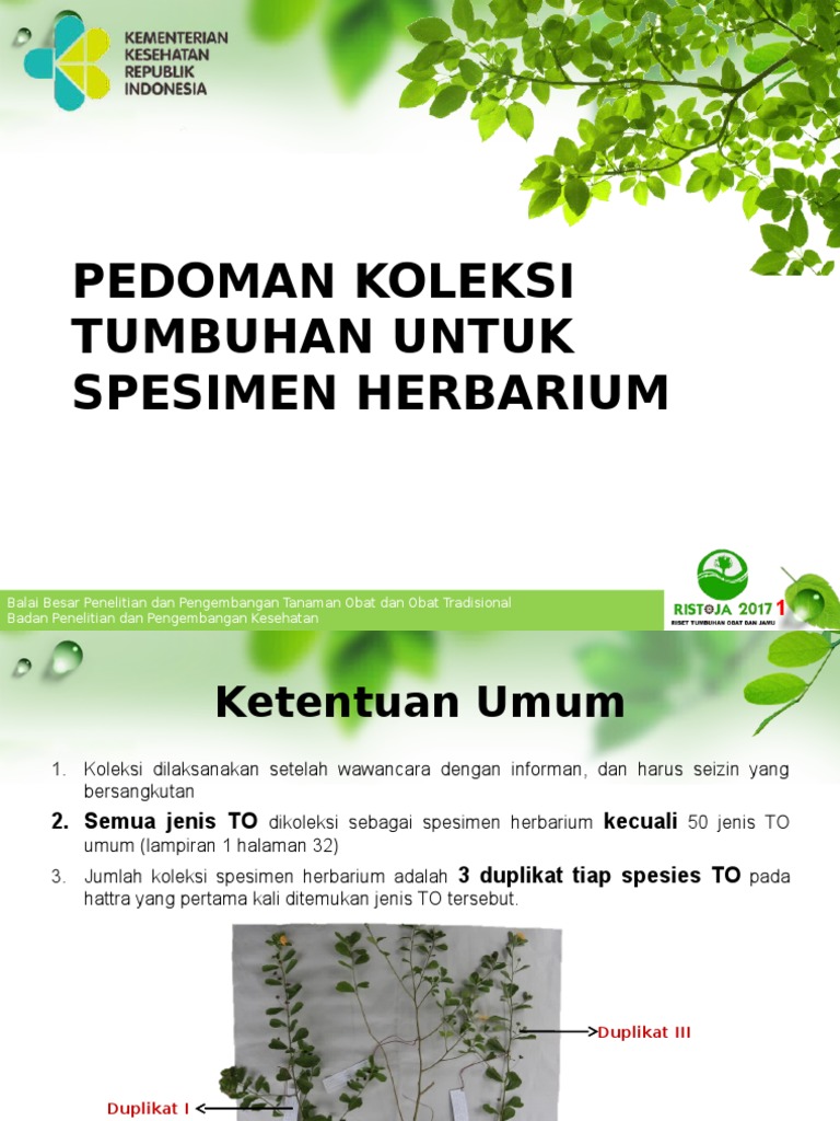 Koleksi Spesimen Herbarium 2017 | PDF