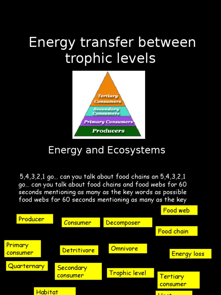 Energy Transfer Between Trophic Levels | PDF | Food Web | Photosynthesis