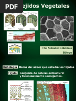 Epidermis y Peridermis en Plantas | PDF | Hoja | Tallo de la planta