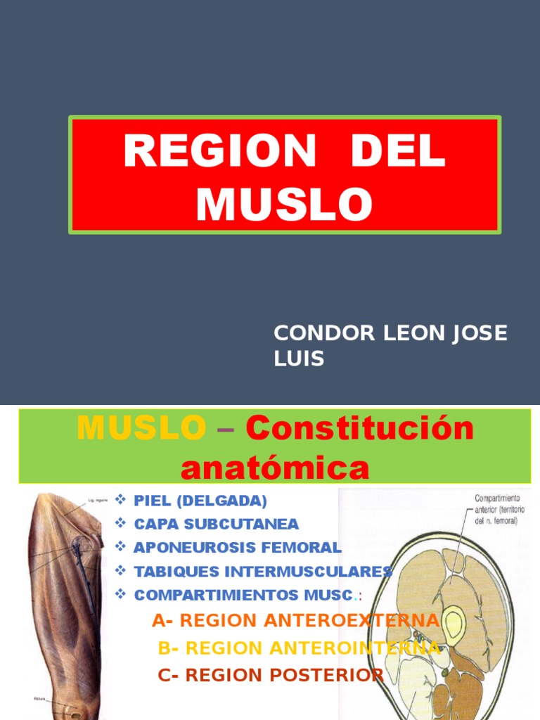 Anatomía de la Región del Muslo | PDF | Extremidades (anatomía ...