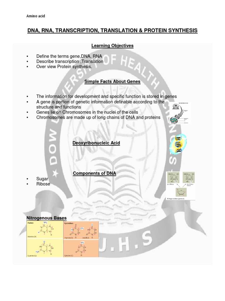 Dna, Rna, Transcription, Translation & Protein Synthesis PDF | PDF ...
