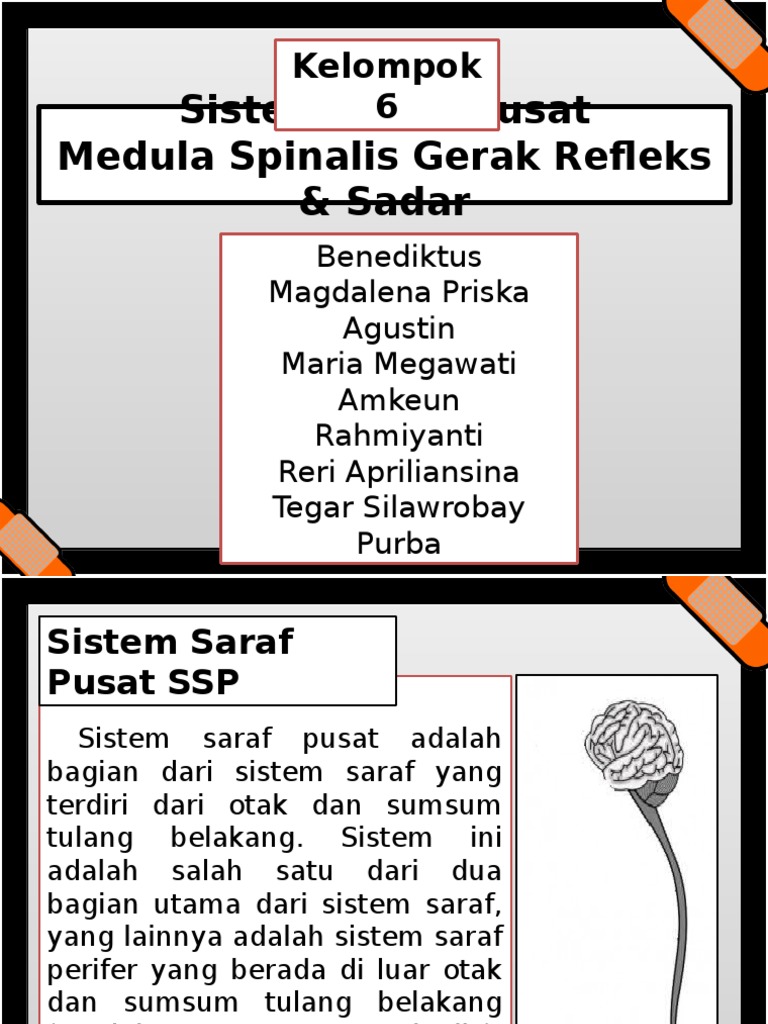 Gerak Refleks dan Sadar dalam Sistem Saraf Pusat | PDF